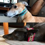 Very Important Dog Days | The Dog Blog