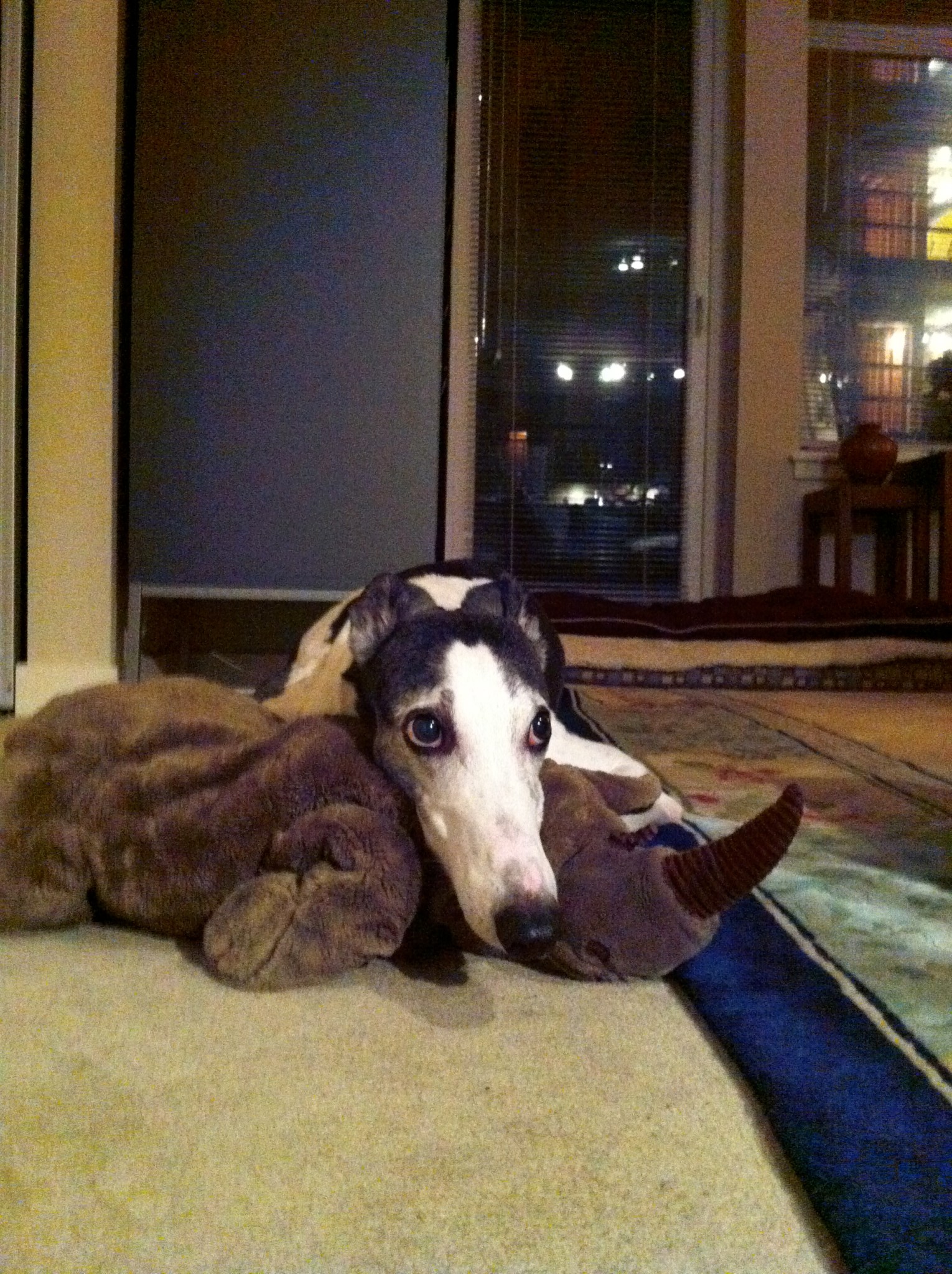 Very Important Dog Days | The Dog Blog