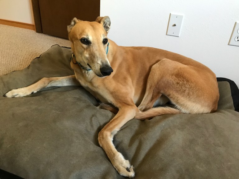 Very Important Dog Days | The Dog Blog