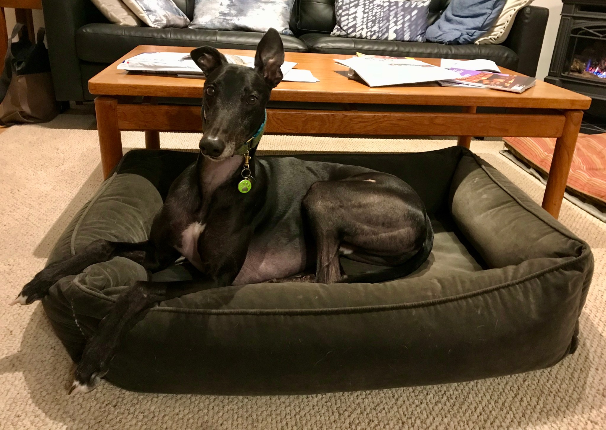 Very Important Dog Days | The Dog Blog