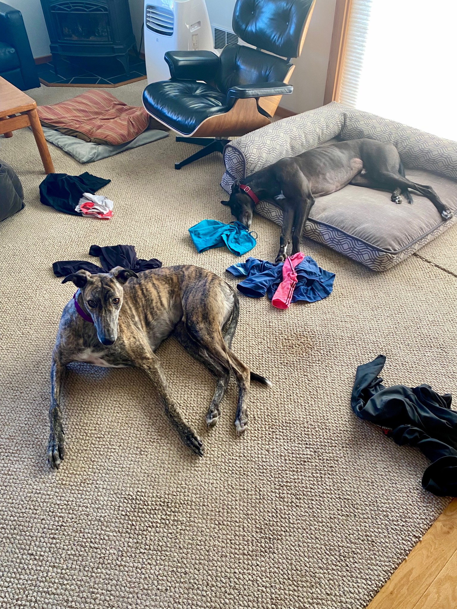 Very Important Dog Days | The Dog Blog